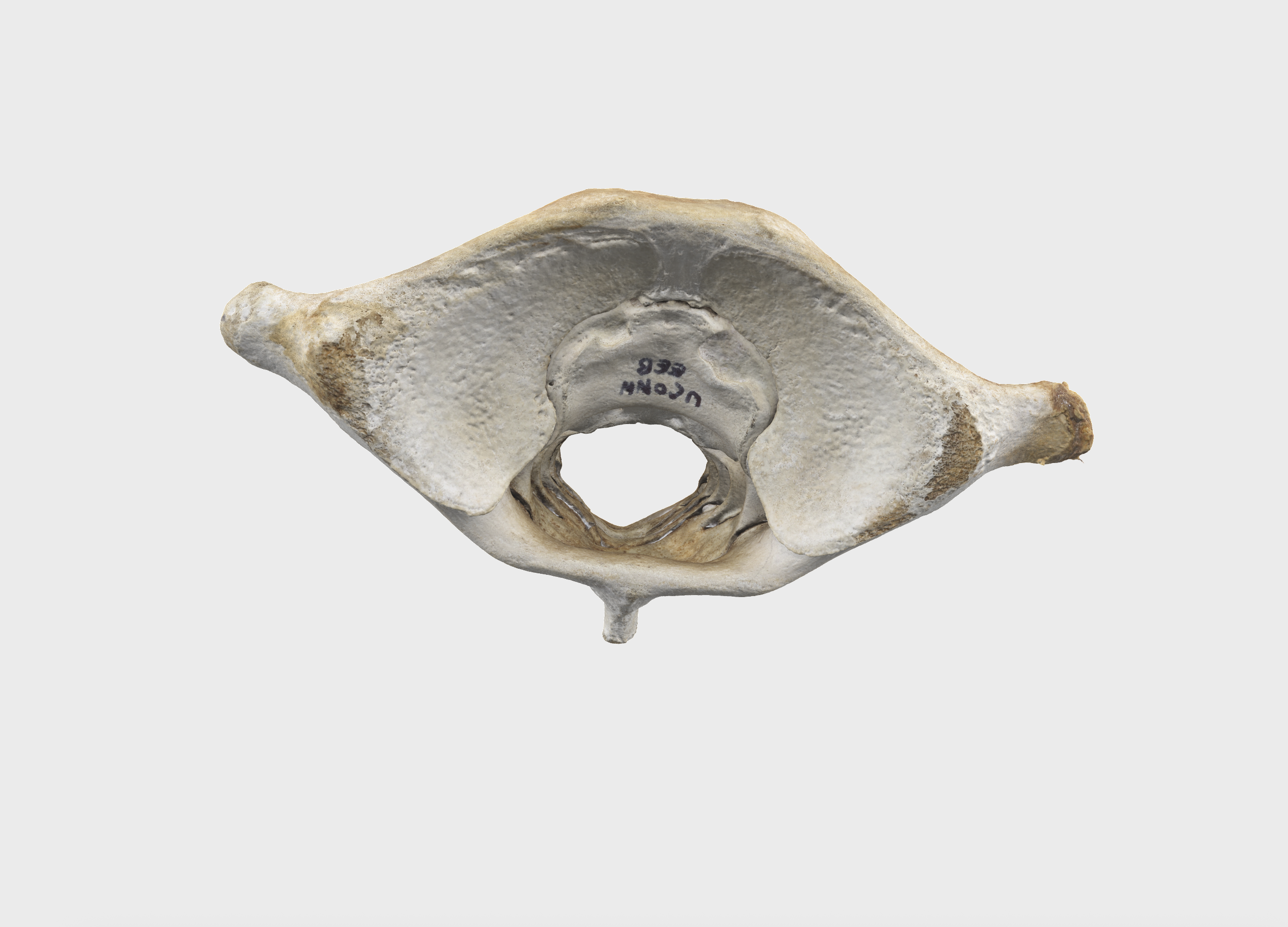 3D Model of Dolphin Cervical Vertebrae | Fused Neck Anatomy of a Marine ...